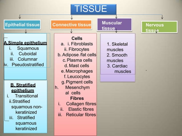 Tissues- types and functions, glands and membranes