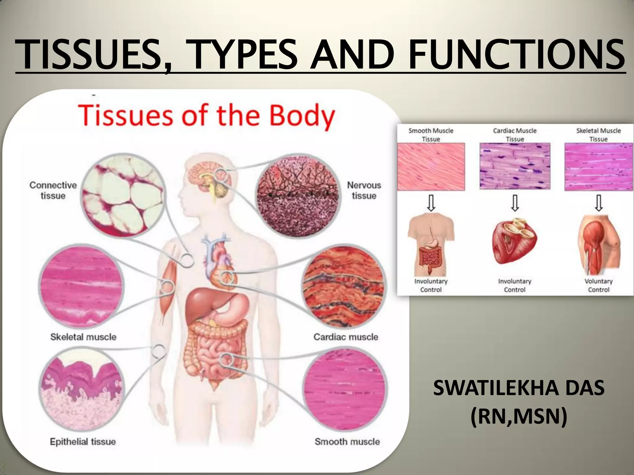 Tissues, types and functions(Anatomy)- Easy explanation | PDF