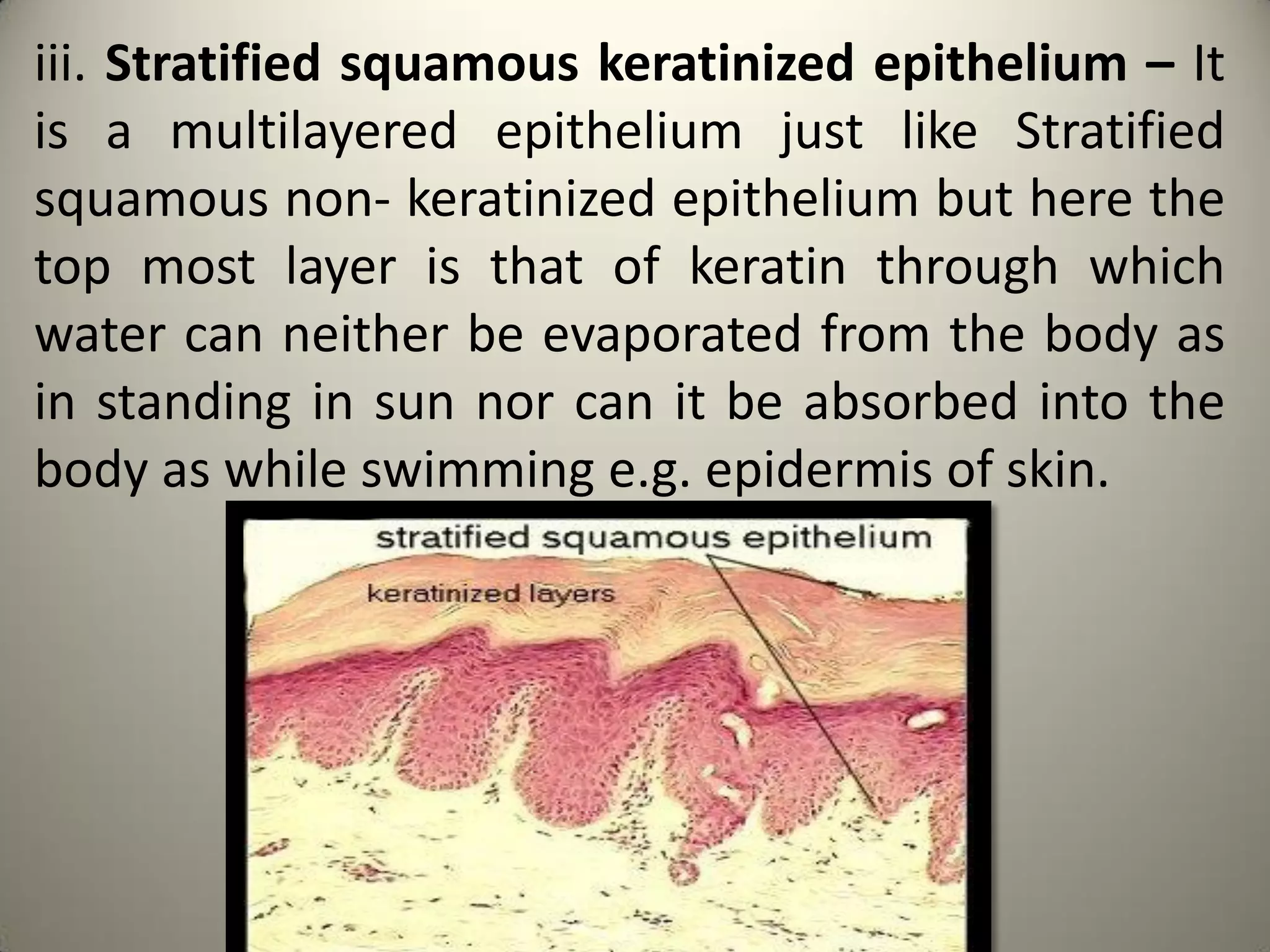 Tissues, types and functions(Anatomy)- Easy explanation | PDF