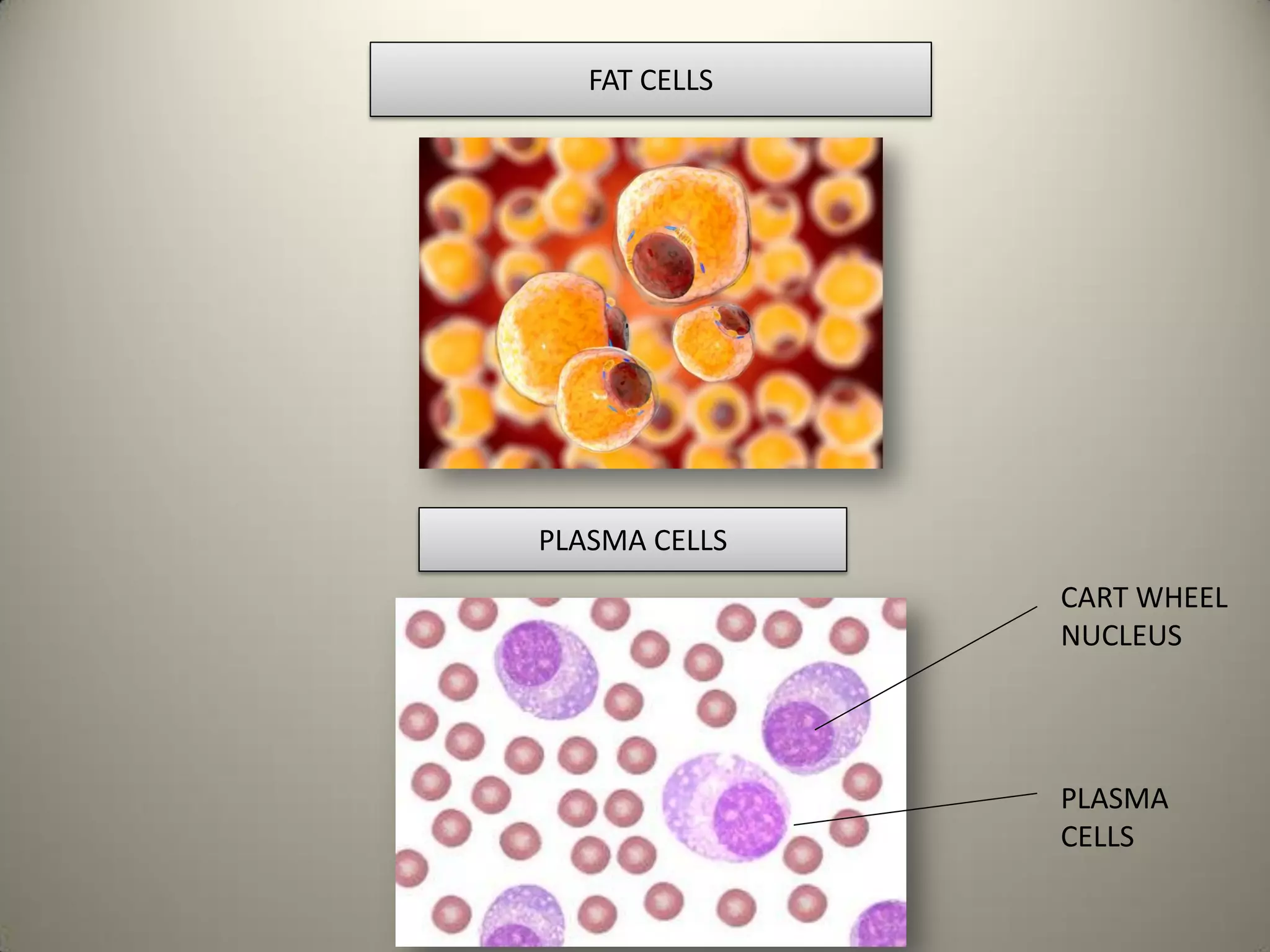 Tissues, types and functions(Anatomy)- Easy explanation | PDF