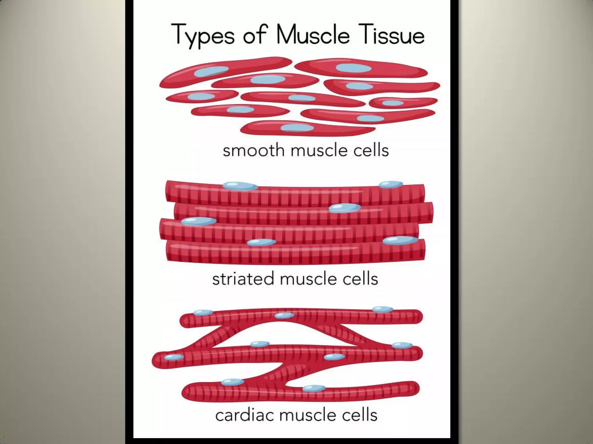 Tissues, types and functions(Anatomy)- Easy explanation | PDF