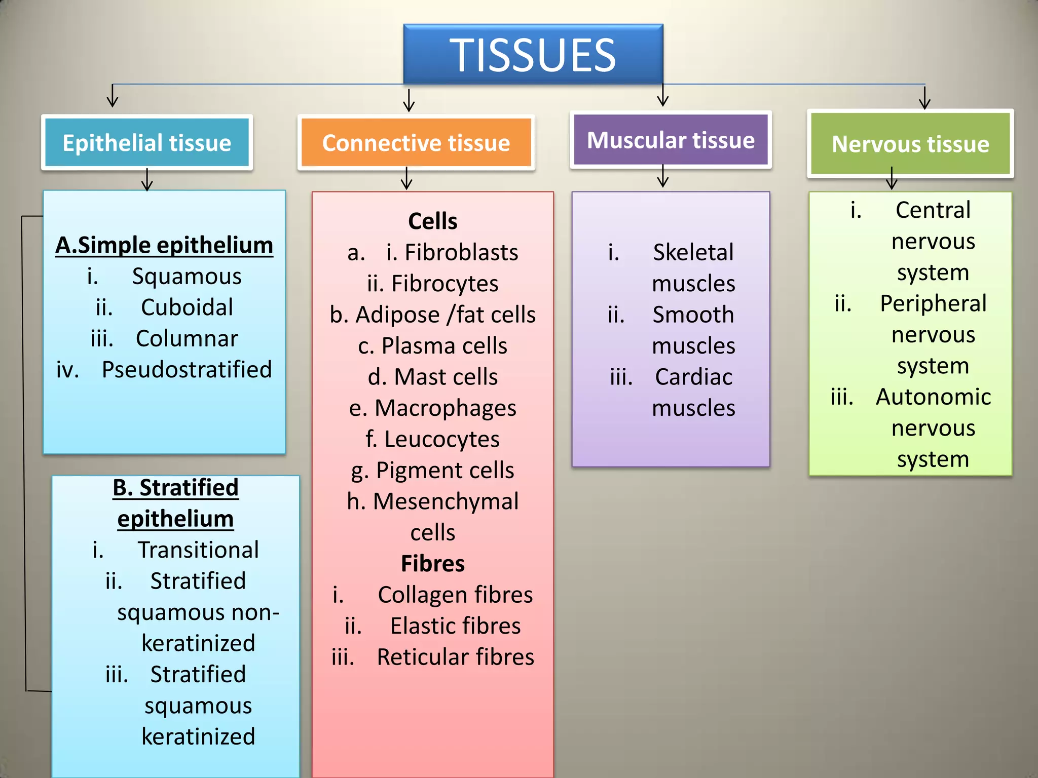 Tissues, types and functions(Anatomy)- Easy explanation | PDF