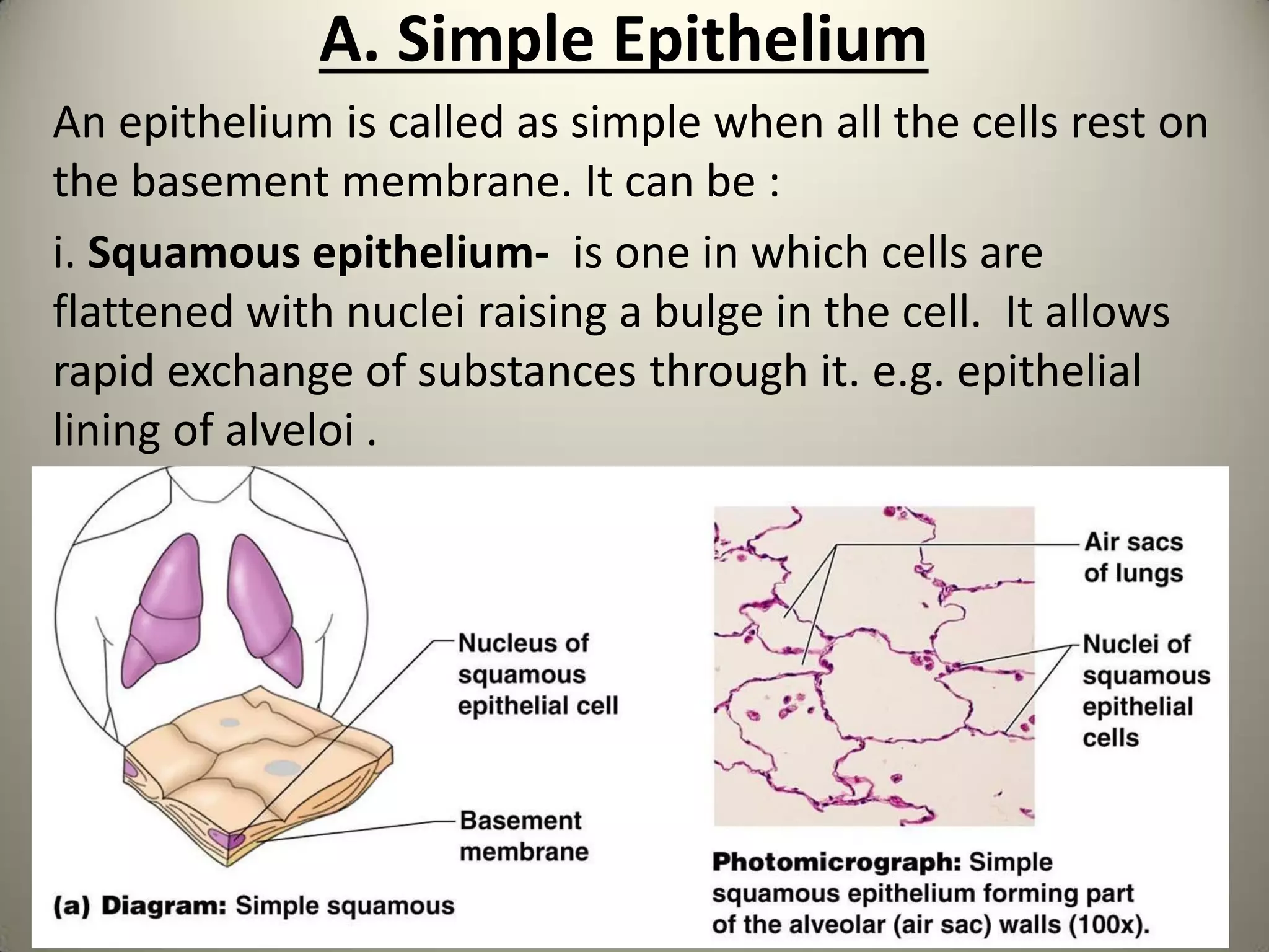 Tissues, types and functions(Anatomy)- Easy explanation | PDF