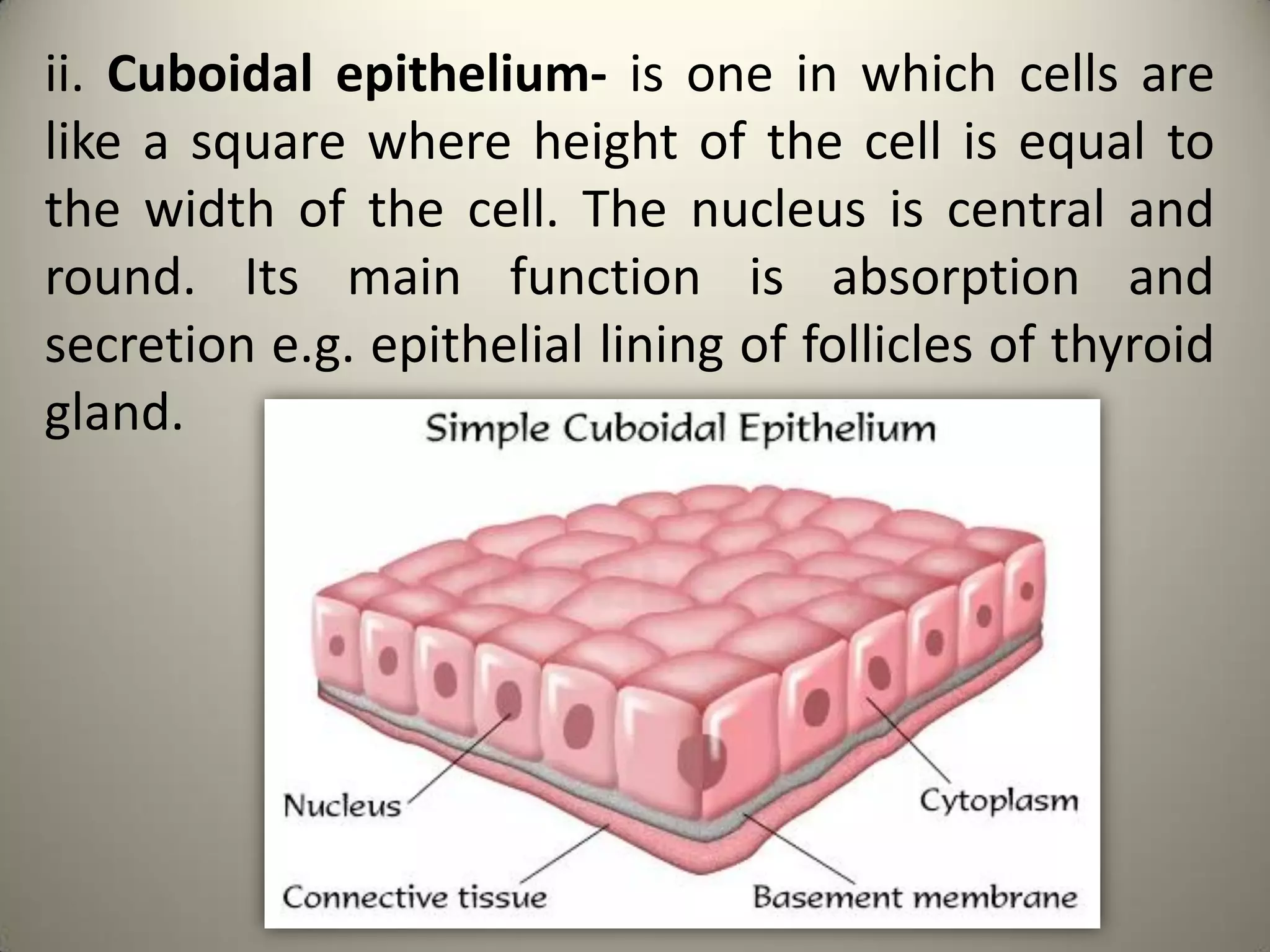 Tissues, types and functions(Anatomy)- Easy explanation | PDF