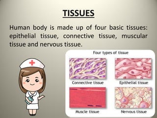 Tissues, types and functions(Anatomy)- Easy explanation | PDF ...
