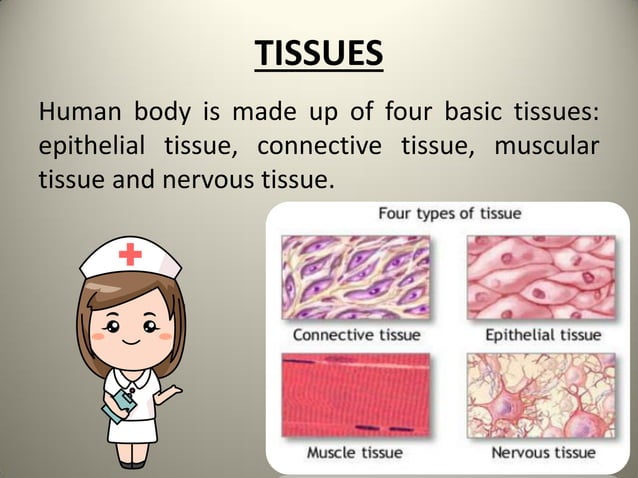 Tissues, types and functions(Anatomy)- Easy explanation | PDF ...