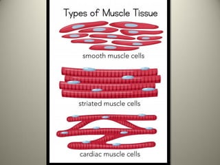 Tissues, types and functions(Anatomy)- Easy explanation | PDF ...