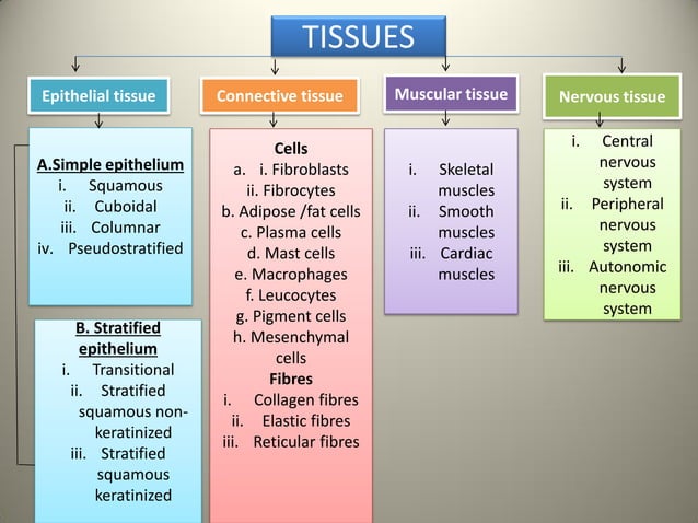 Tissues, types and functions(Anatomy)- Easy explanation | PDF | Biological Sciences | Science