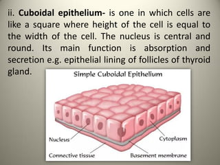 Tissues, types and functions(Anatomy)- Easy explanation | PDF