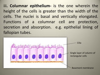 Tissues, types and functions(Anatomy)- Easy explanation | PDF