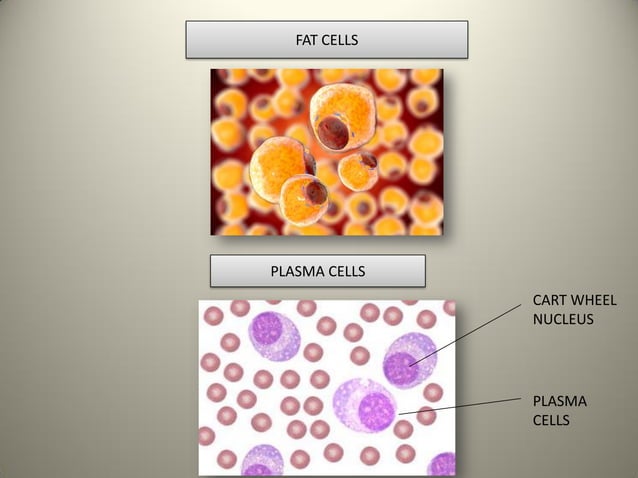 Tissues Types And Functionsanatomy Easy Explanation