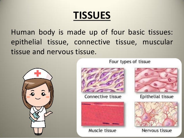 Tissues, types and functions(Anatomy)- Easy explanation