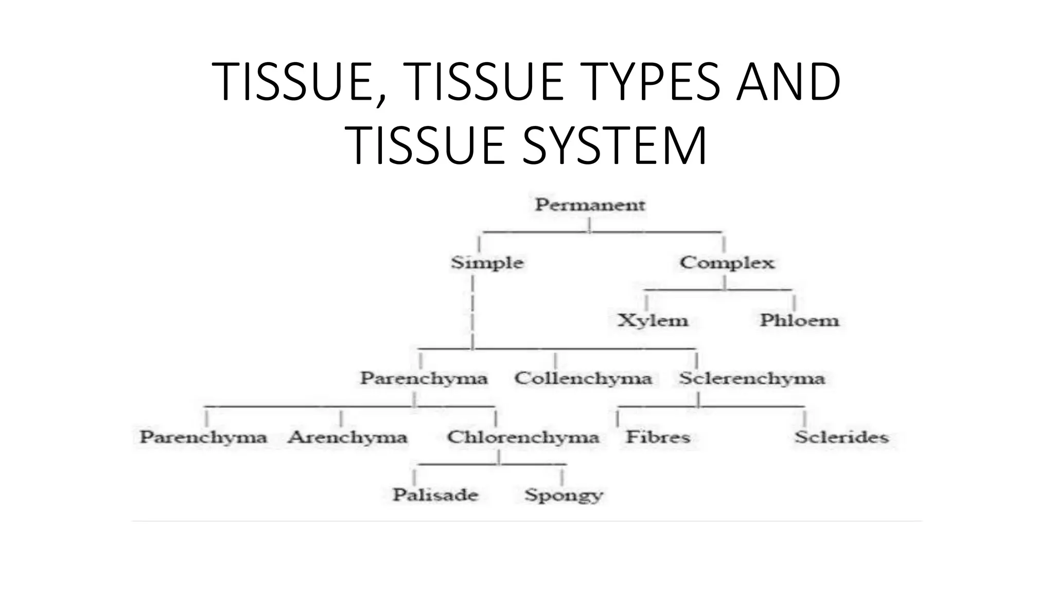 Tissue, tissue types and tissue system | PPTX