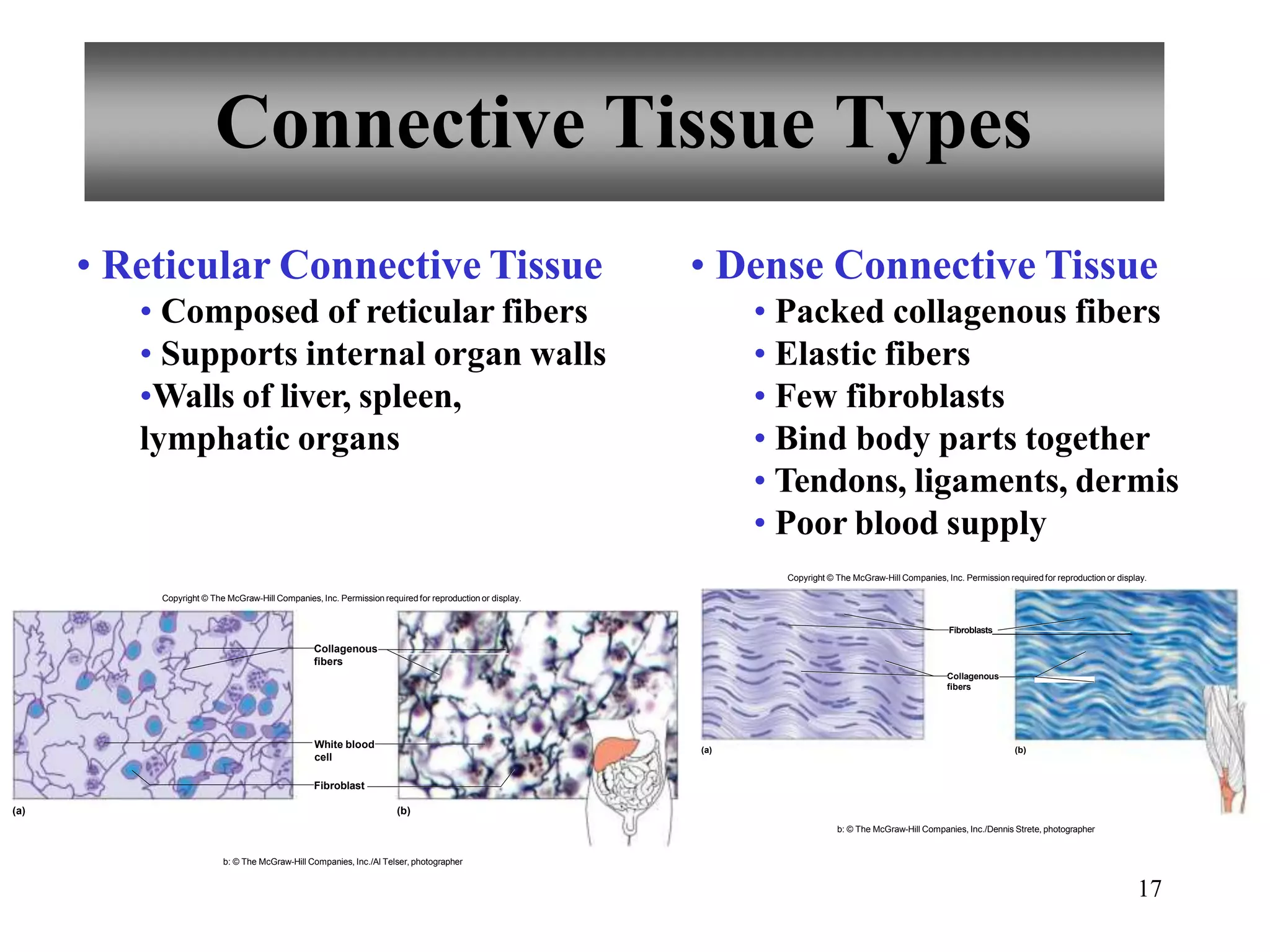 Tissue Types.pptx