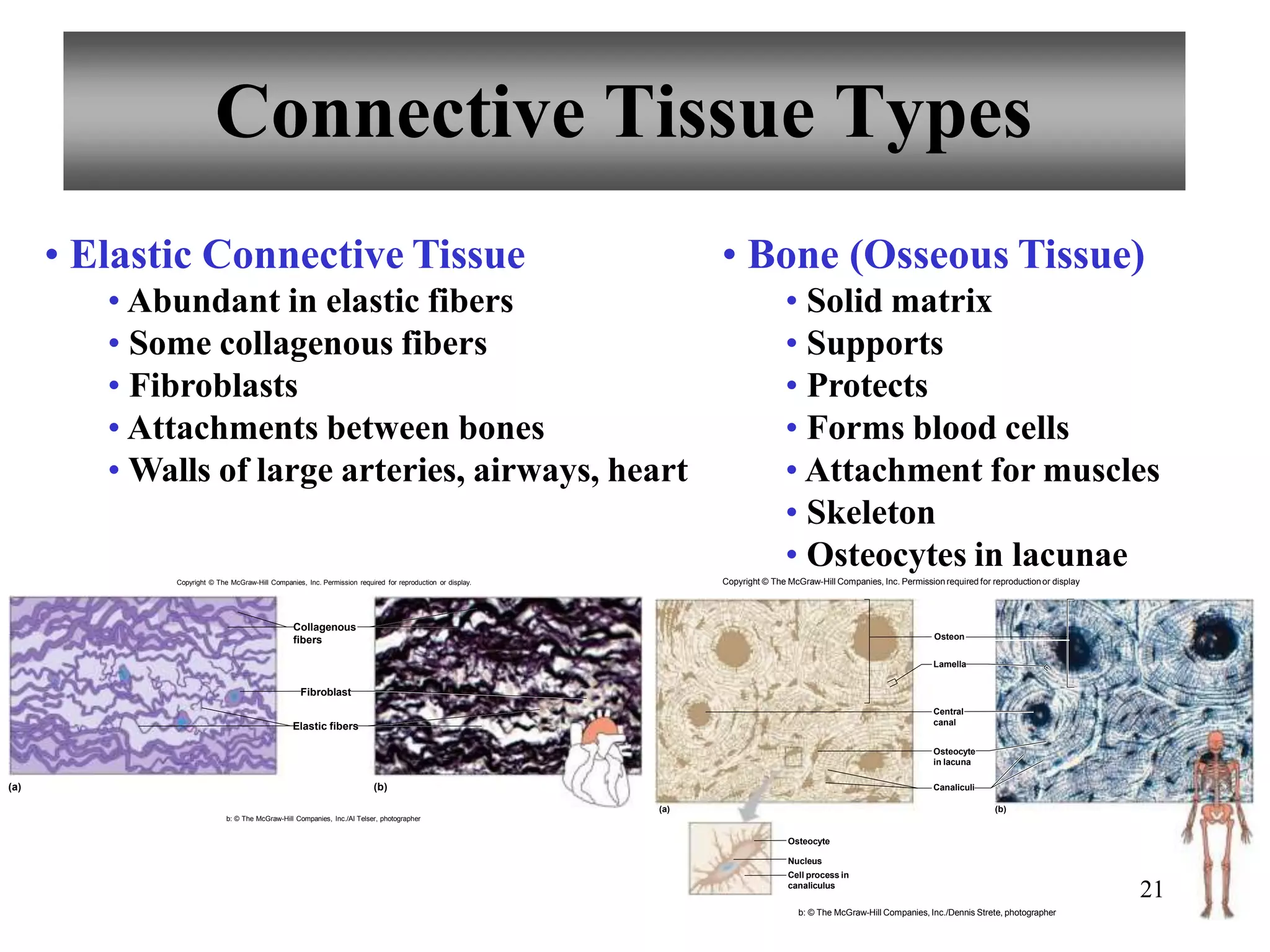 Tissue Types.pptx