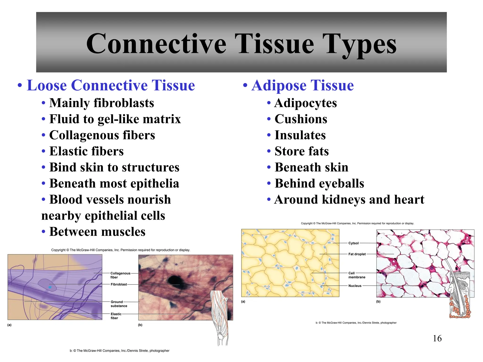 Tissue Types.pdf