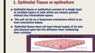 Tissue , types , connective tissue , muscle tissue slide share.pptx ...