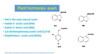 Tissue culture basic techniques | PPTX