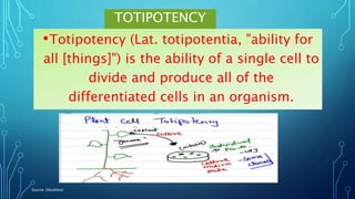 Tissue culture basic techniques | PPTX