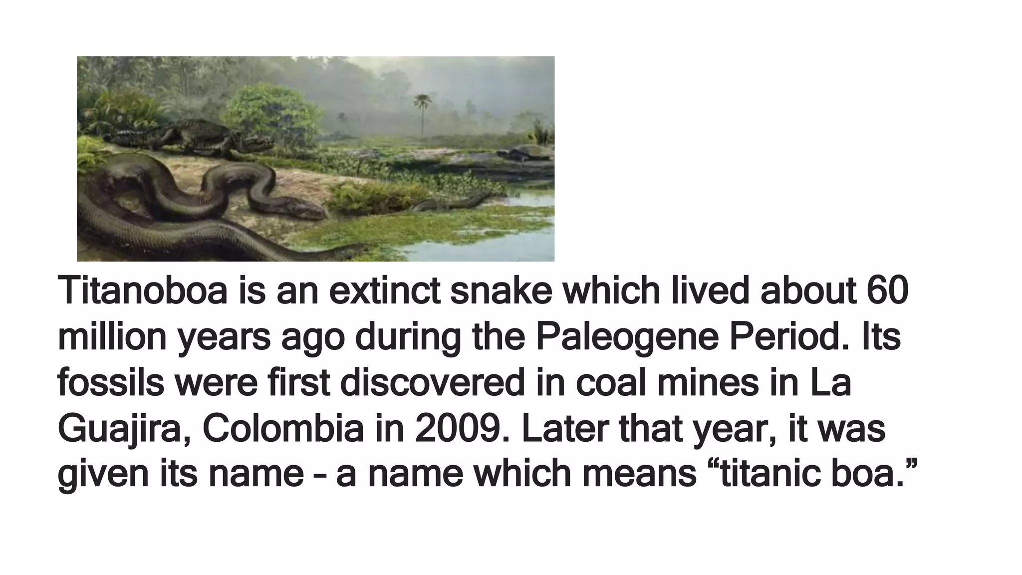 titanoboa azim.pptx
