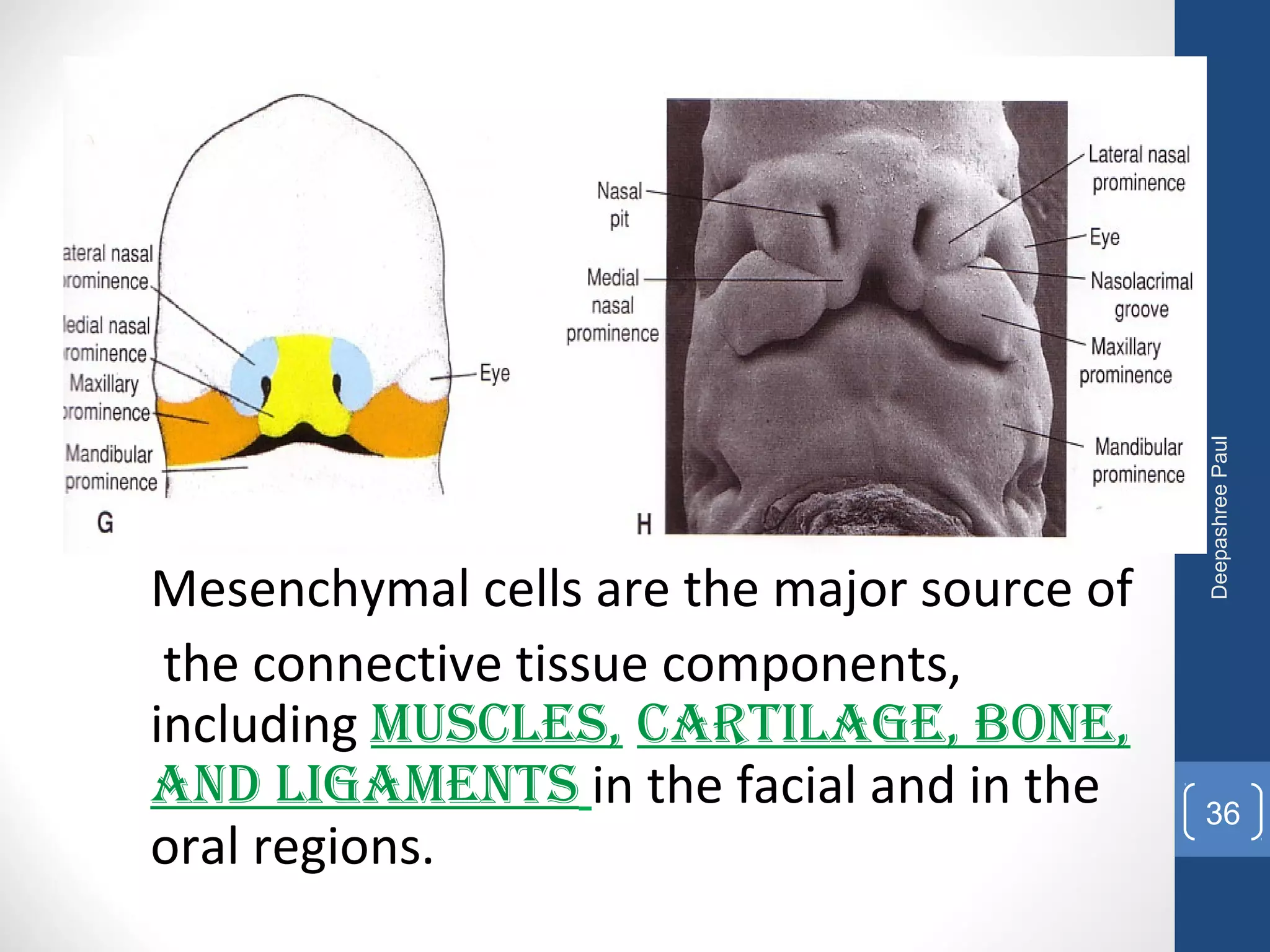 Development of face | PPT