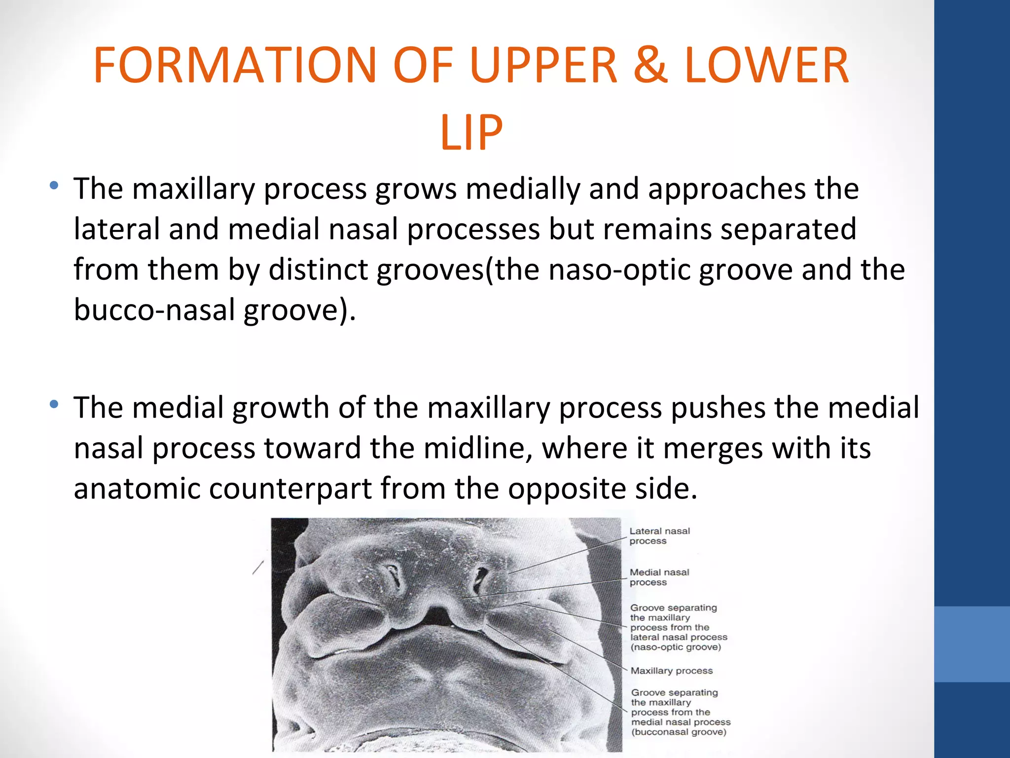 Development of face | PPT