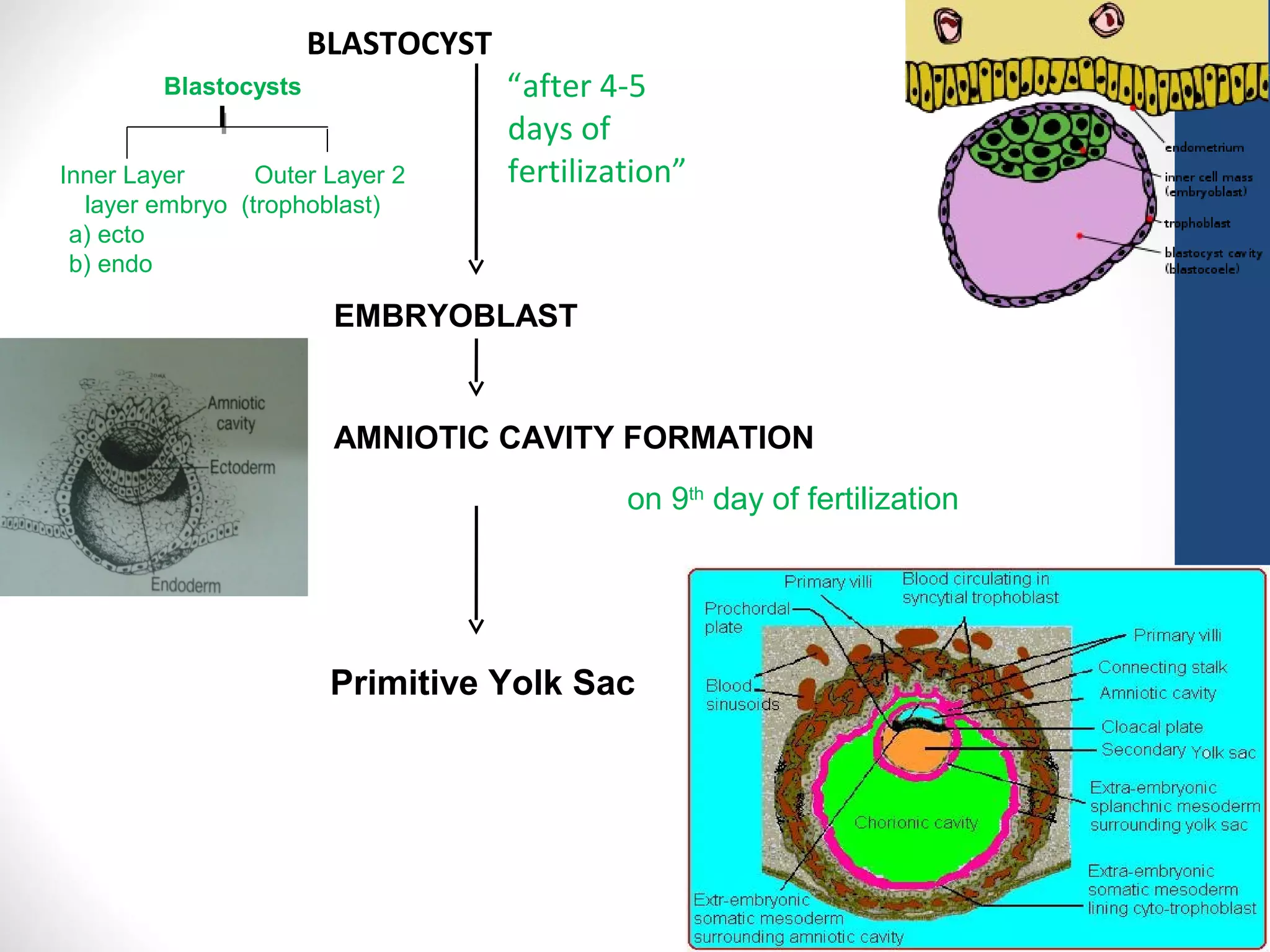 Development of face | PPT