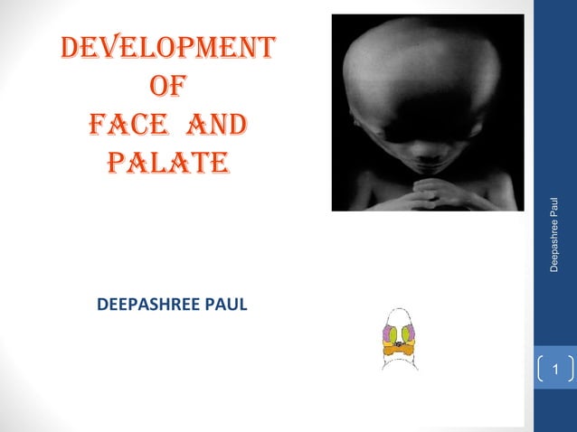 Development of face | PPT | Infertility | Reproductive Health