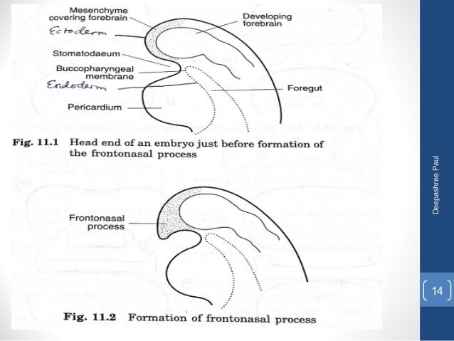 Development of face
