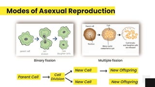 Reproduction | PPT