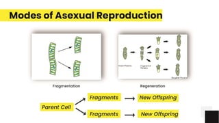 Reproduction | PPT