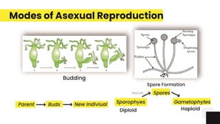 Reproduction | PPT