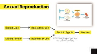 Reproduction | PPT