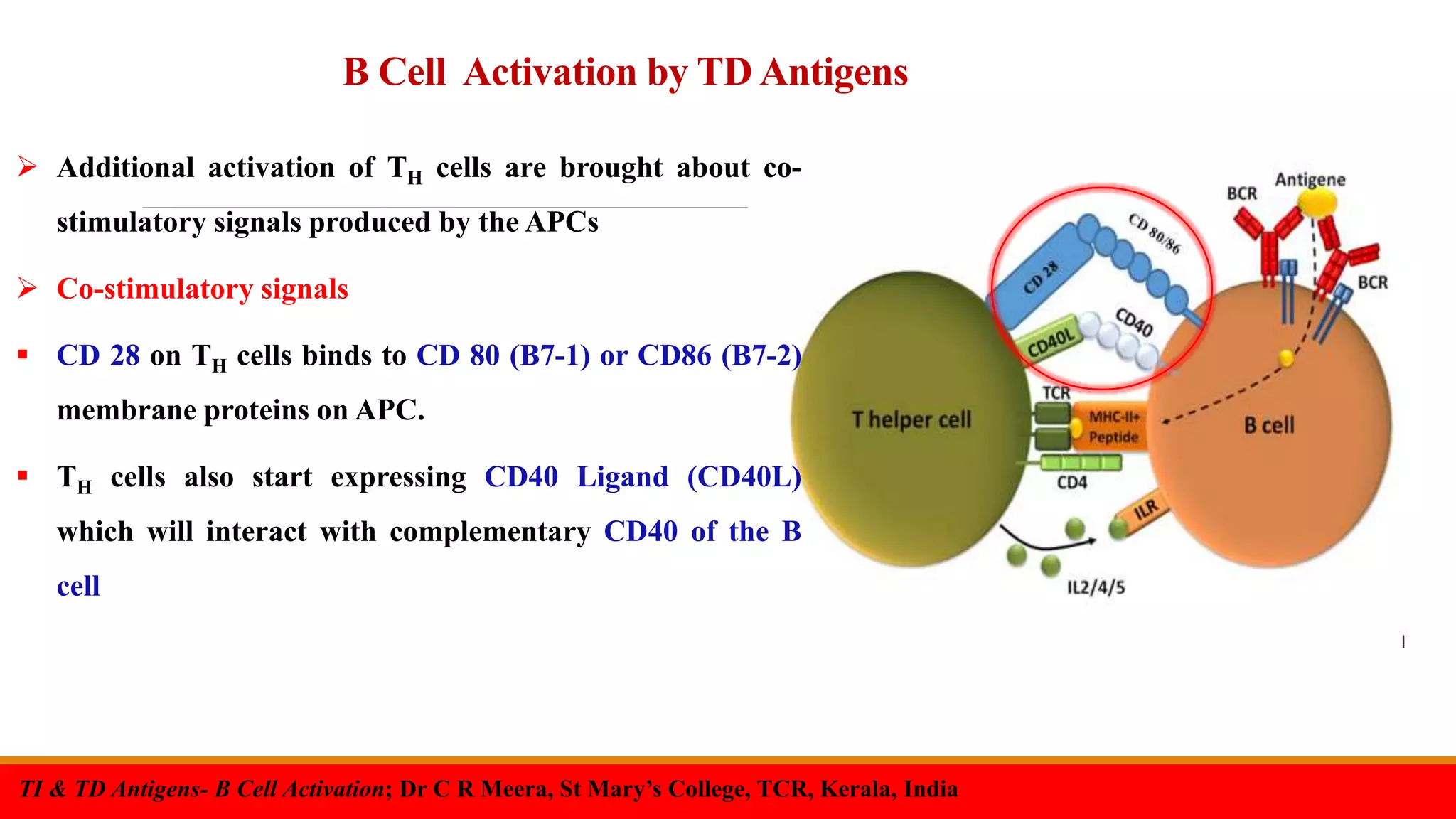 B cell Activation by T Independent & T Dependent Antigens-Dr C R Meera | PPTX