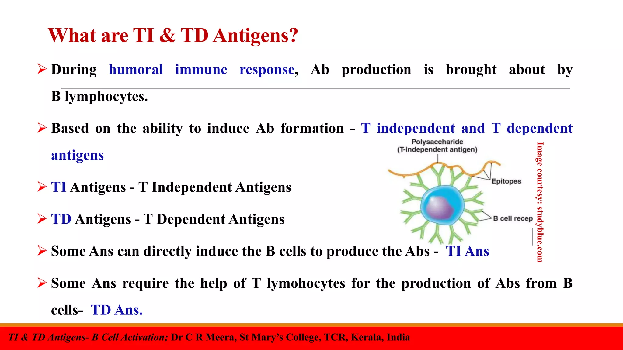 B cell Activation by T Independent & T Dependent Antigens-Dr C R Meera | PPTX