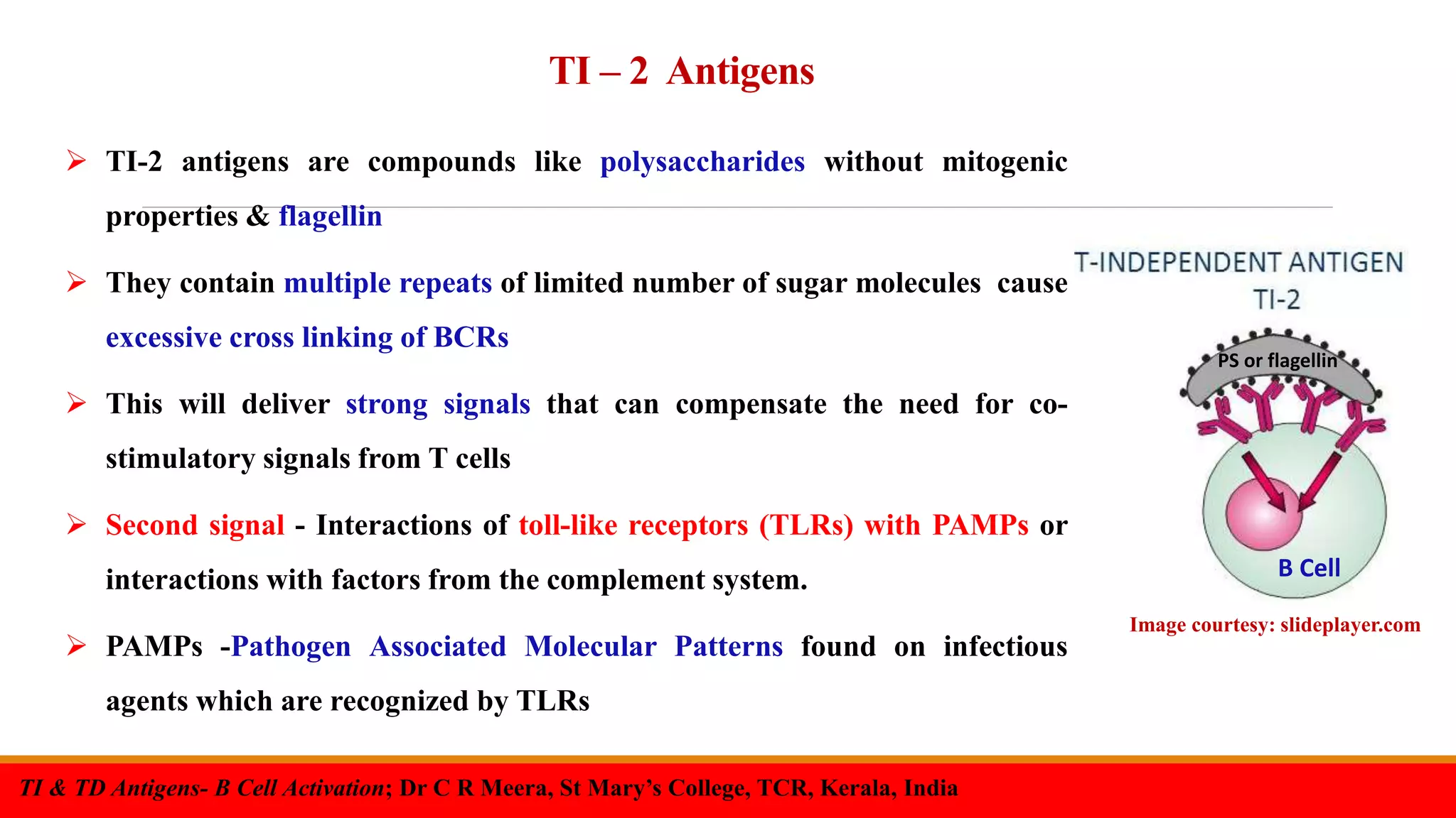 B cell Activation by T Independent & T Dependent Antigens-Dr C R Meera ...