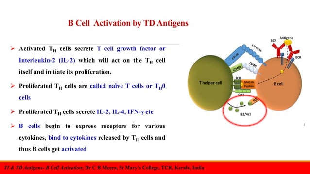 B cell Activation by T Independent & T Dependent Antigens-Dr C R Meera | PPTX | Biological ...