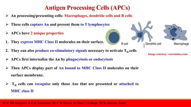 B cell Activation by T Independent & T Dependent Antigens-Dr C R Meera ...