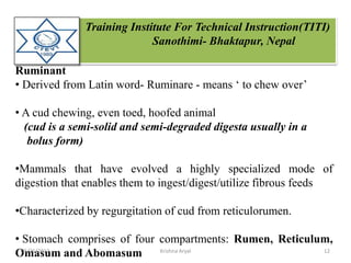 Ruminant Production | PPTX