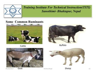 Ruminant Production | PPTX
