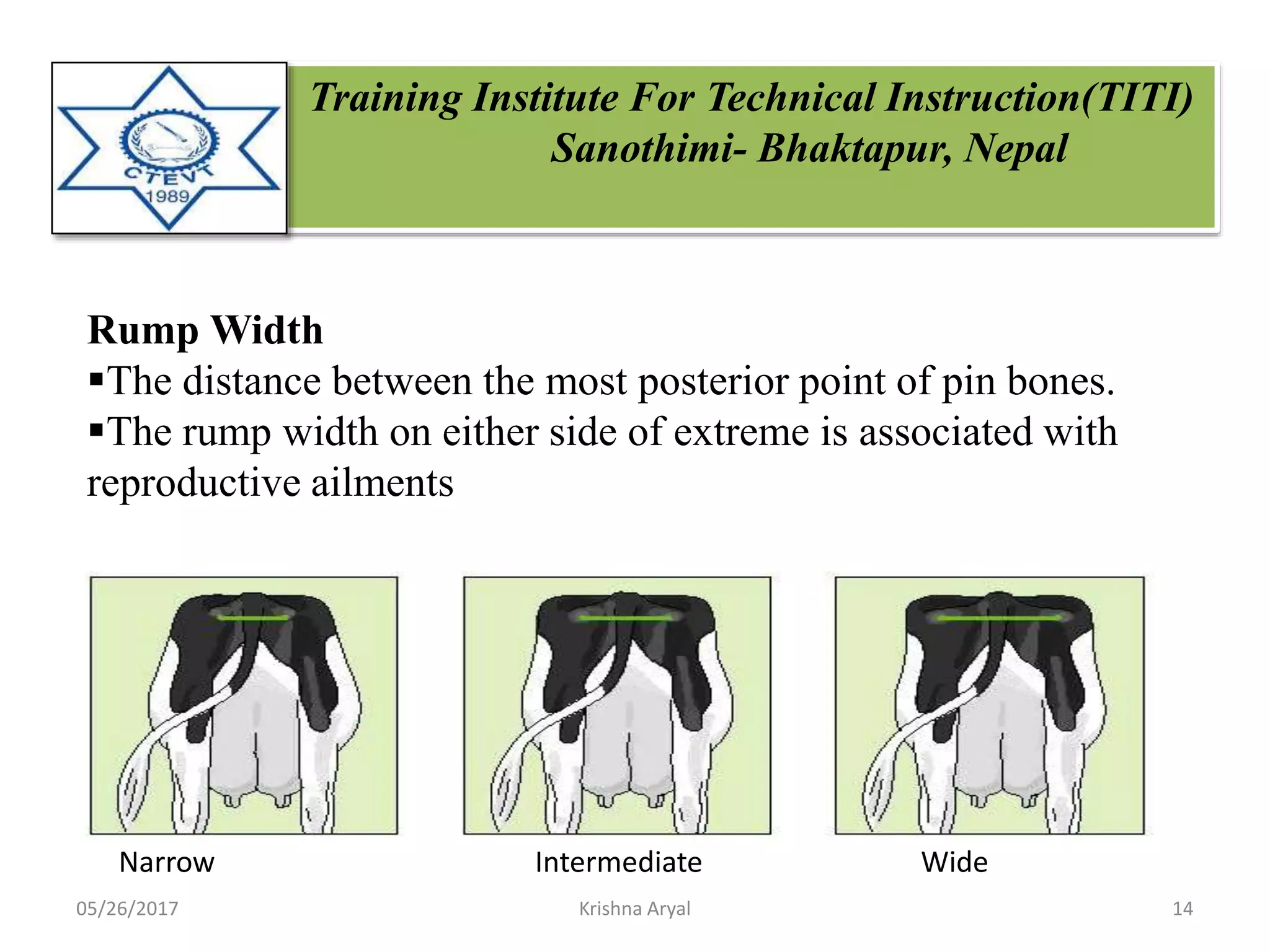 Ruminant Production( Body conformation) | PPTX
