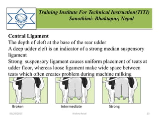 Ruminant Production( Body conformation) | PPTX
