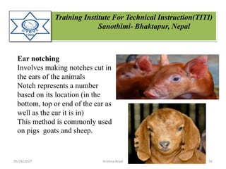 Ruminant Production( Body conformation) | PPTX
