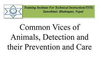 Ruminant Production( common vices) | PPTX