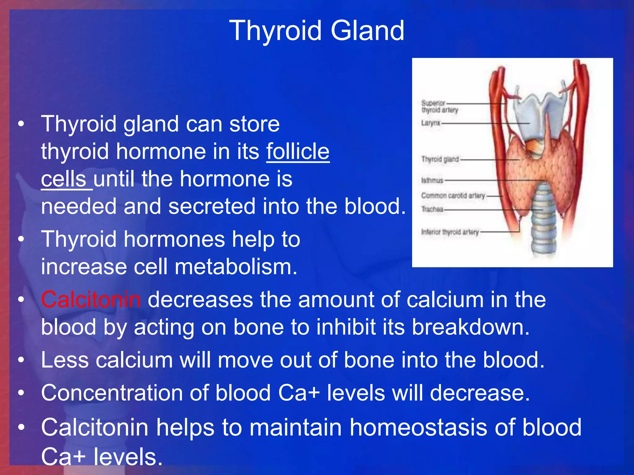 Title {thyroid gland} (1) | PPT