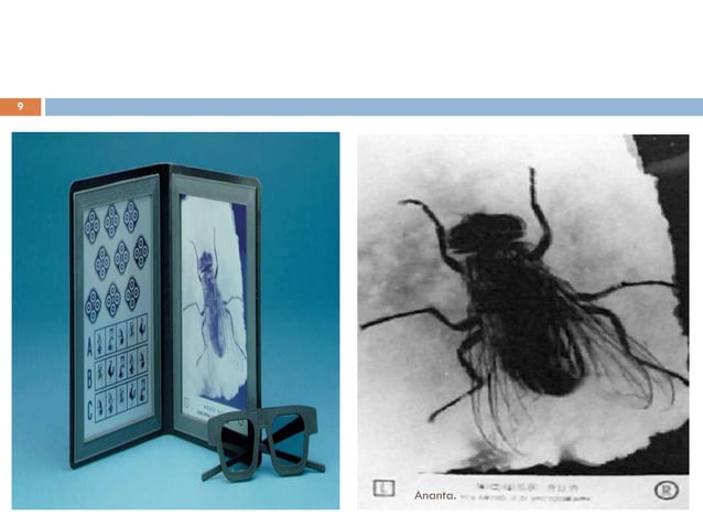 Titmus fly test -polaroid vectograph.. | PDF