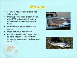 Štitonoše - VI razred | PPT