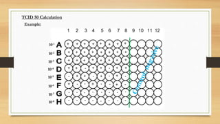 Titration and isolation of viruses using cell cultures | PPTX ...
