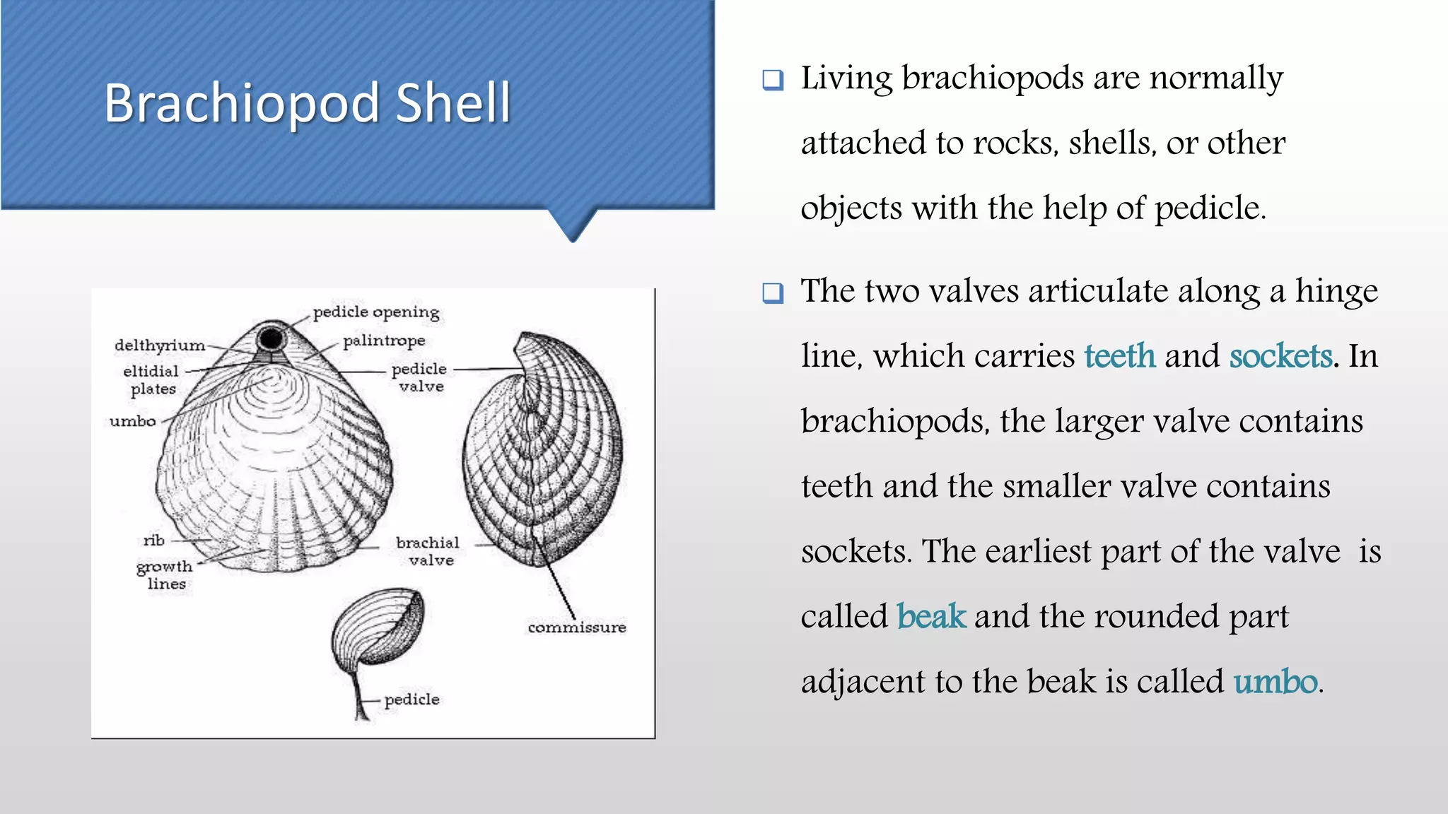 Brachiopod Shell, Symmetry and Shell Shape | PPTX