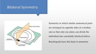 Brachiopod Shell, Symmetry and Shell Shape | PPTX